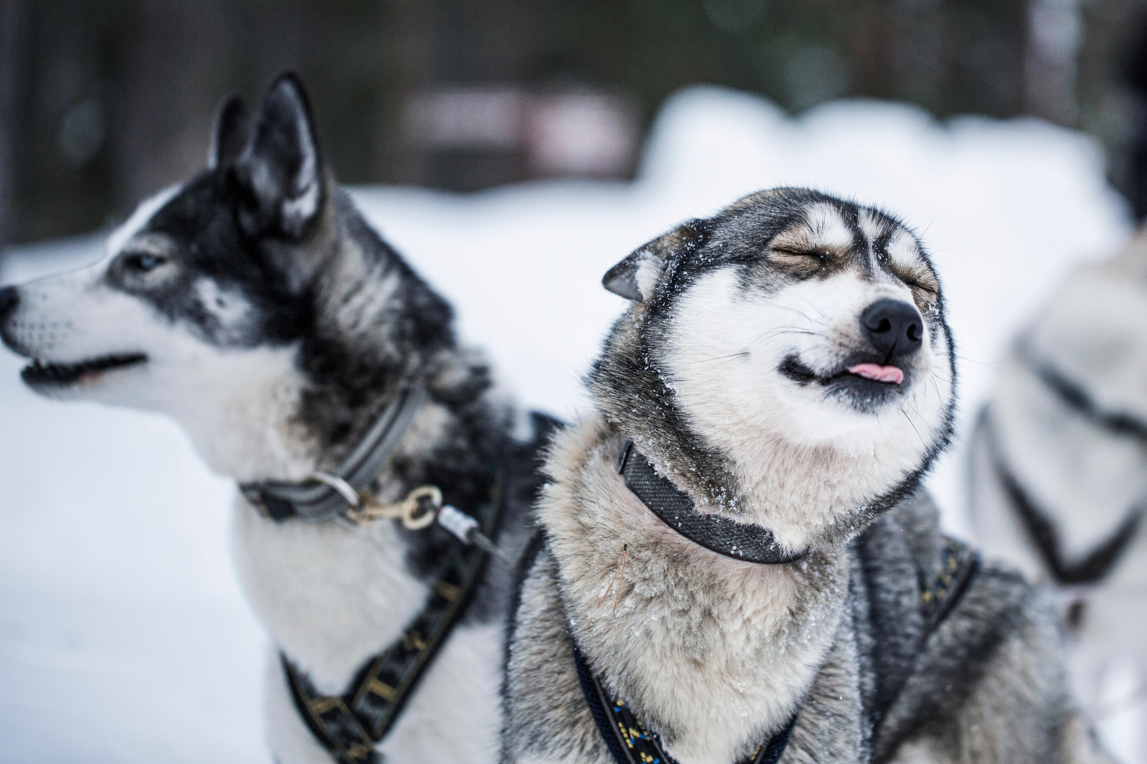 Live animals | Finnair Cargo