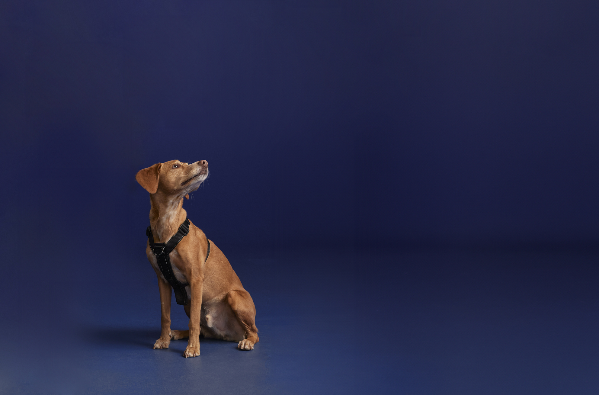 Live animals | Finnair Cargo